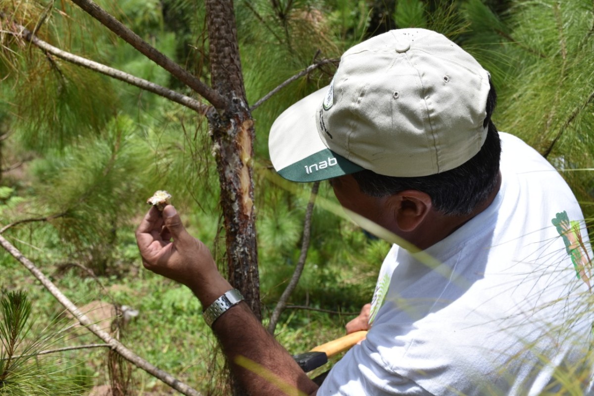 INAB celebra 24 años | Noticias Green