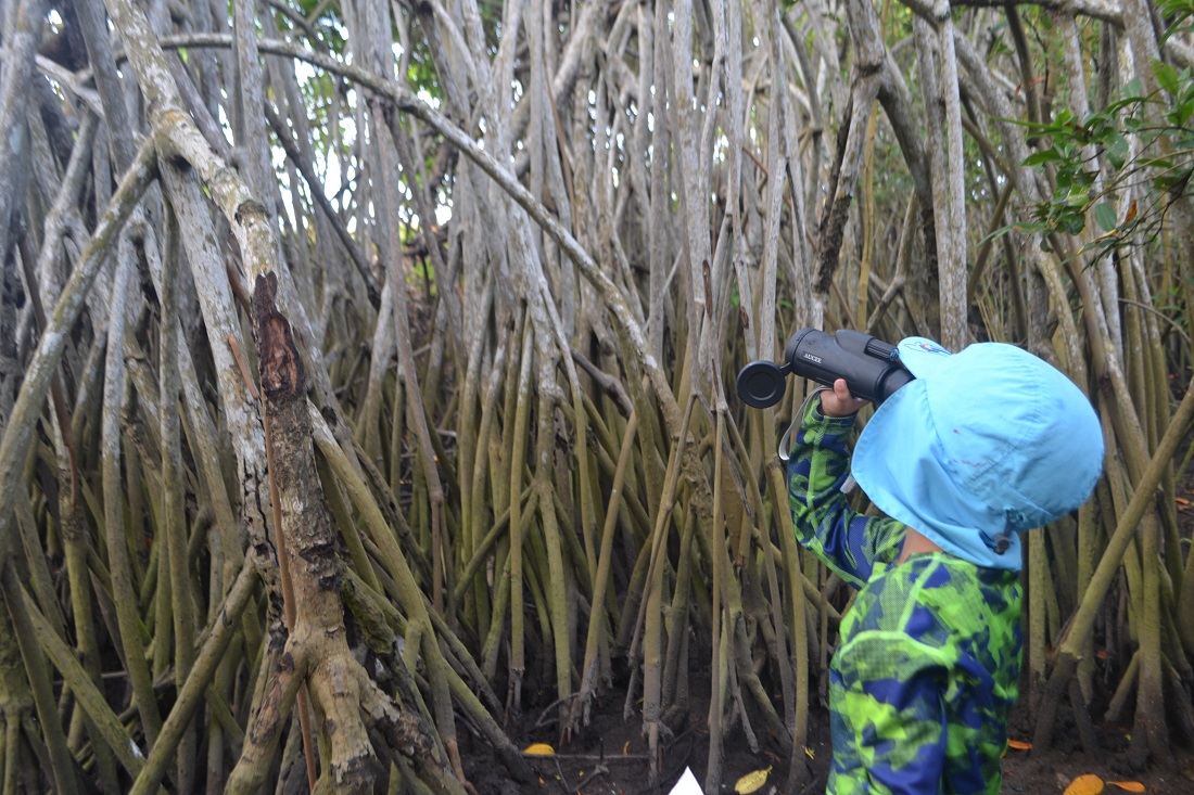 Semillas del Océano promueve el cuidado de los manglares | Noticias Green