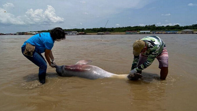 La sequía del río Amazonas en Brasil provoca la muerte de al menos 100 ...
